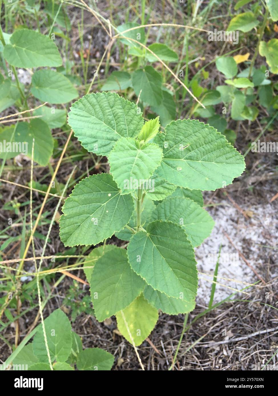 flannel weed (Sida cordifolia) Plantae Stock Photo - Alamy