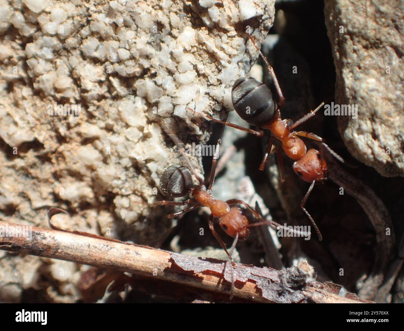 integra-group Field and Mound Ants (Formica integra) Insecta Stock ...