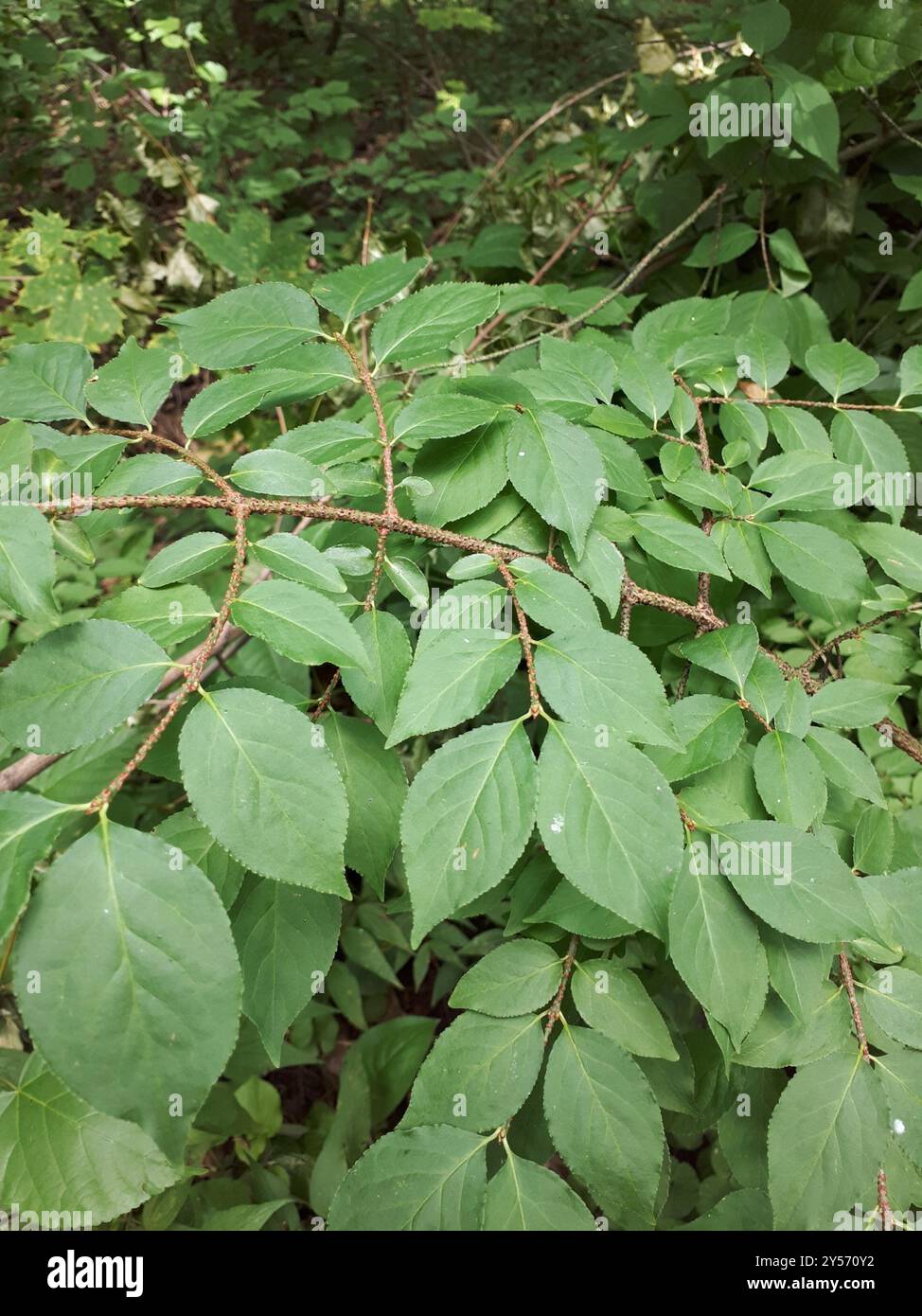 Warty-barked Spindle (Euonymus verrucosus) Plantae Stock Photo - Alamy