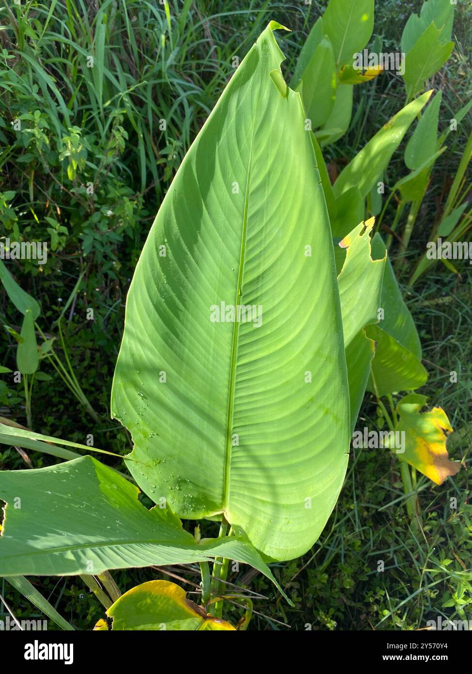 alligator flag (Thalia geniculata) Plantae Stock Photo - Alamy