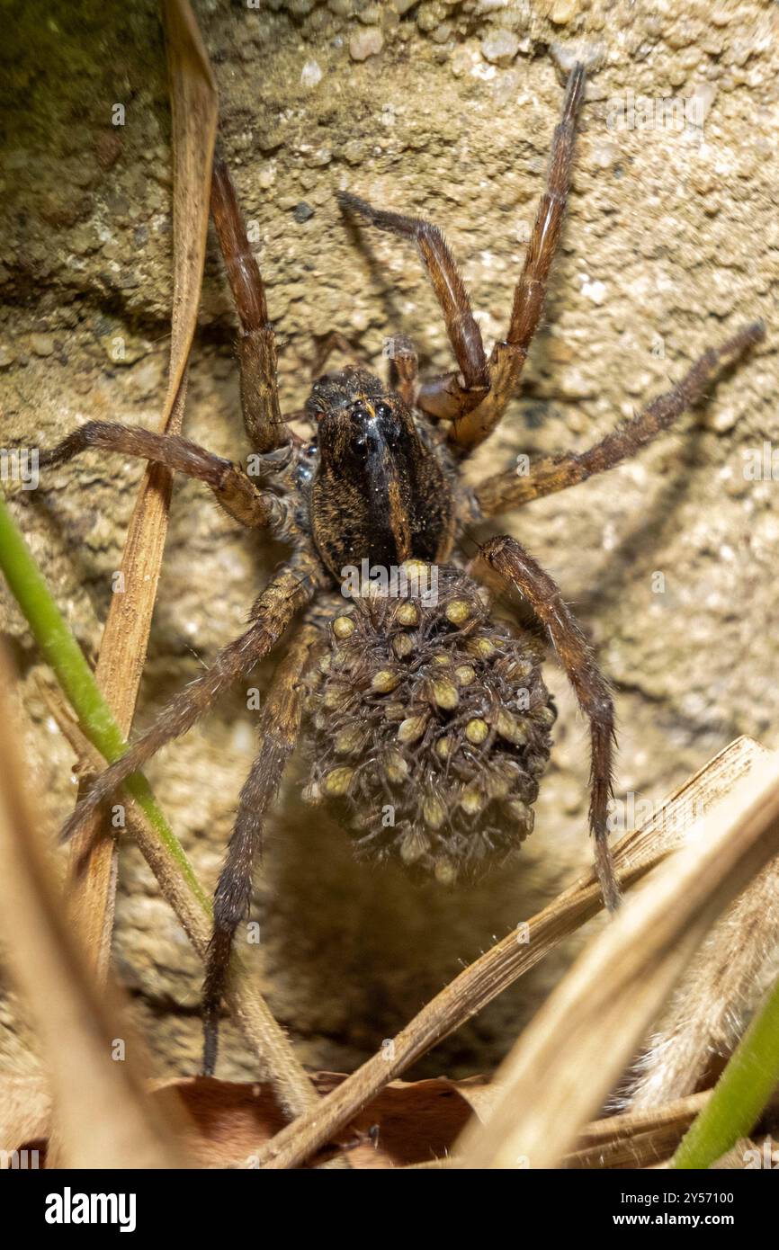 Wetland Giant Wolf Spider (Tigrosa helluo) Arachnida Stock Photo - Alamy