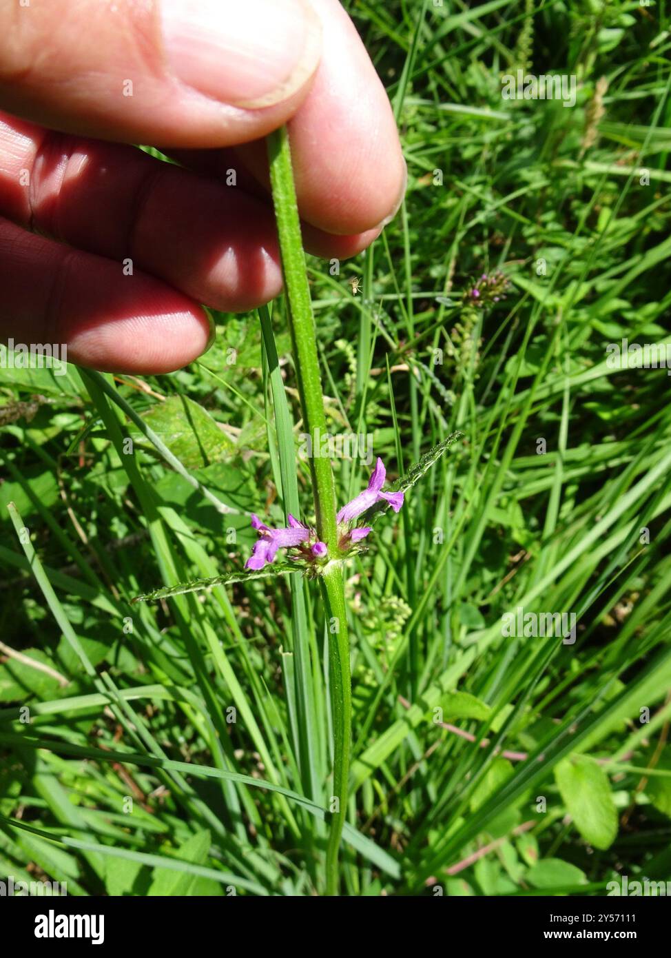 common hedge-nettle (Betonica officinalis) Plantae Stock Photo - Alamy