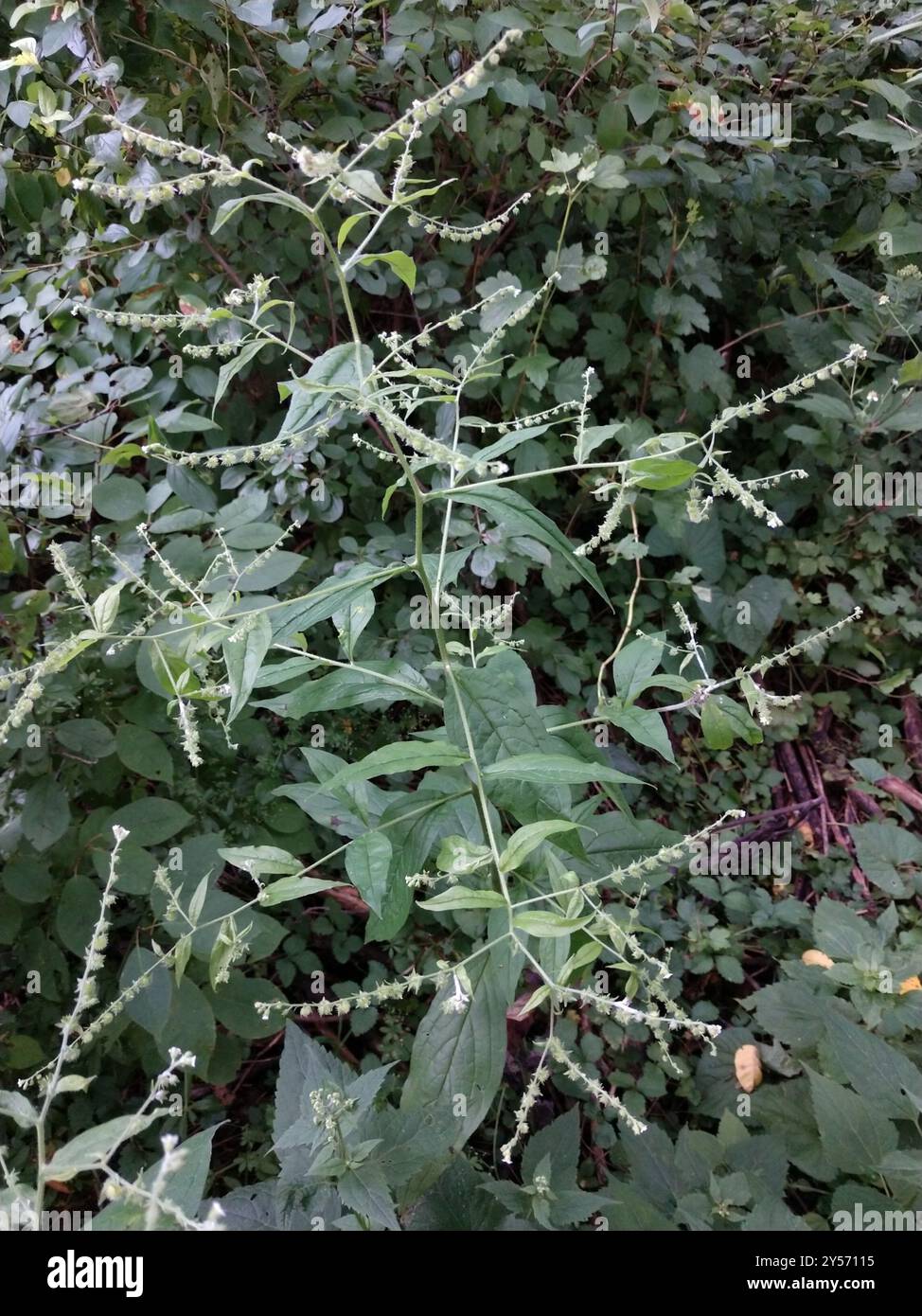 virginia stickseed (Hackelia virginiana) Plantae Stock Photo - Alamy