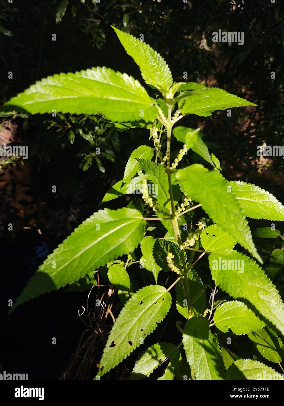 false nettle (Boehmeria cylindrica) Plantae Stock Photo - Alamy