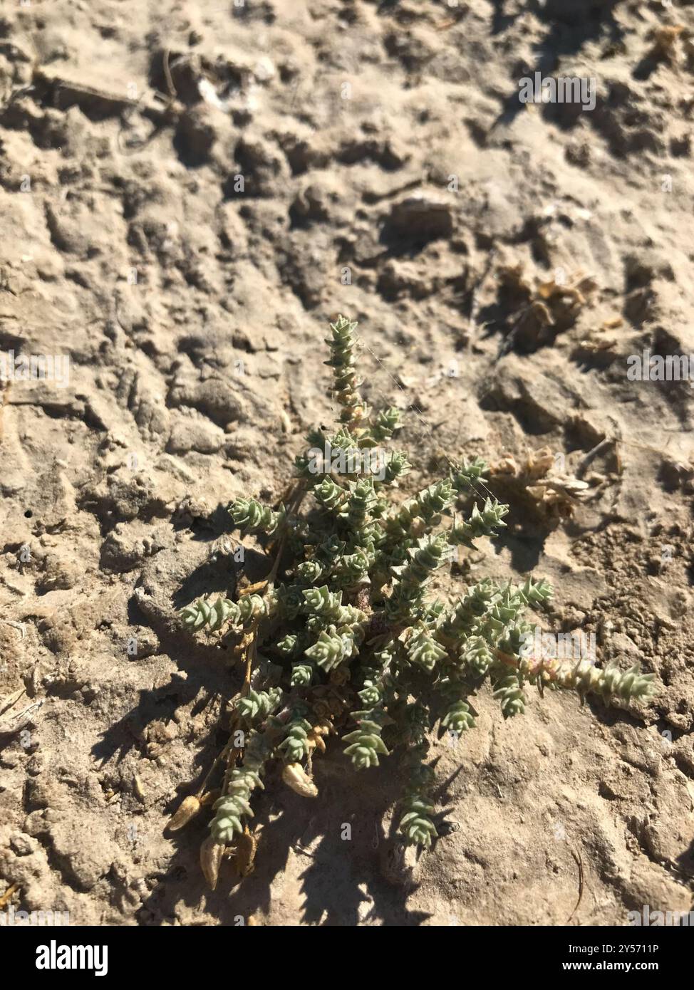 brittlescale (Atriplex depressa) Plantae Stock Photo - Alamy
