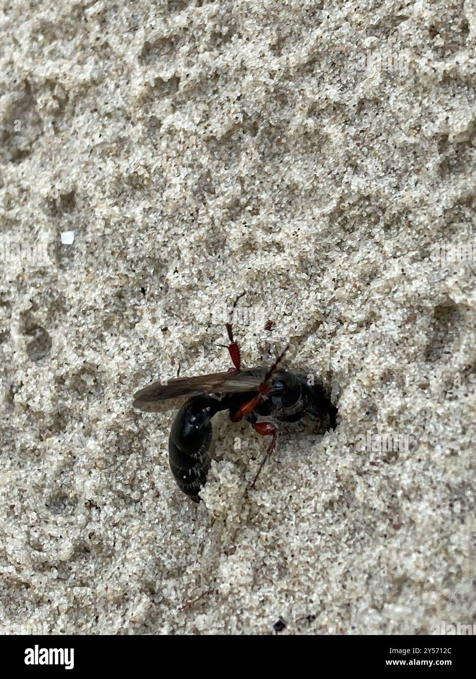 Large Tiphia (Tiphia femorata) Insecta Stock Photo - Alamy