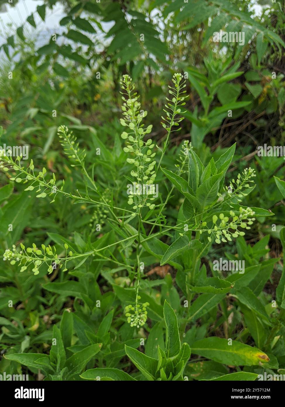 Common Peppergrass (Lepidium densiflorum) Plantae Stock Photo - Alamy