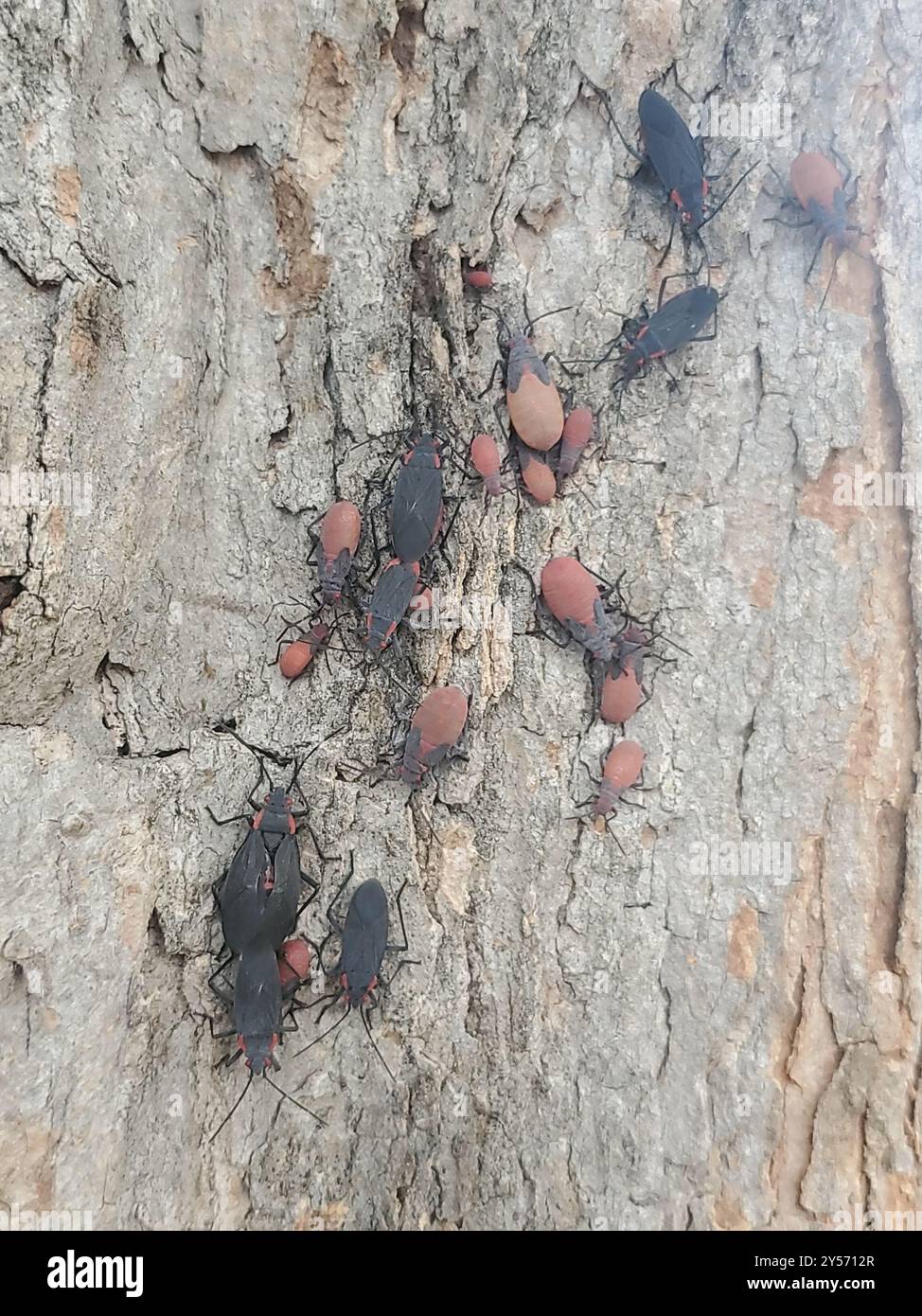 Red-shouldered Bug (Jadera haematoloma) Insecta Stock Photo - Alamy