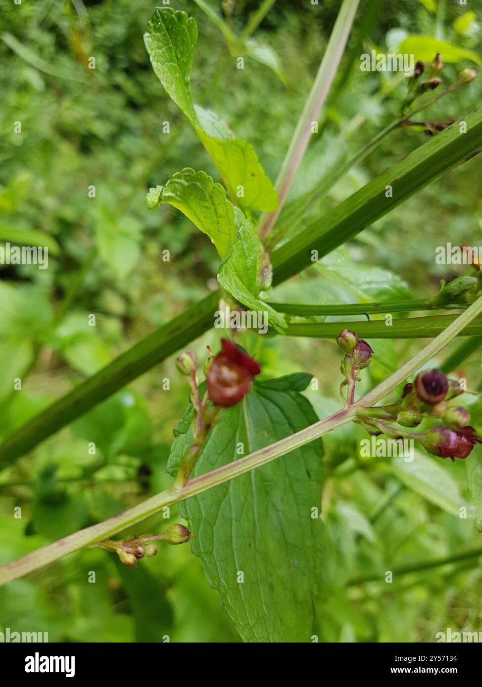 Water Figwort (Scrophularia auriculata) Plantae Stock Photo - Alamy