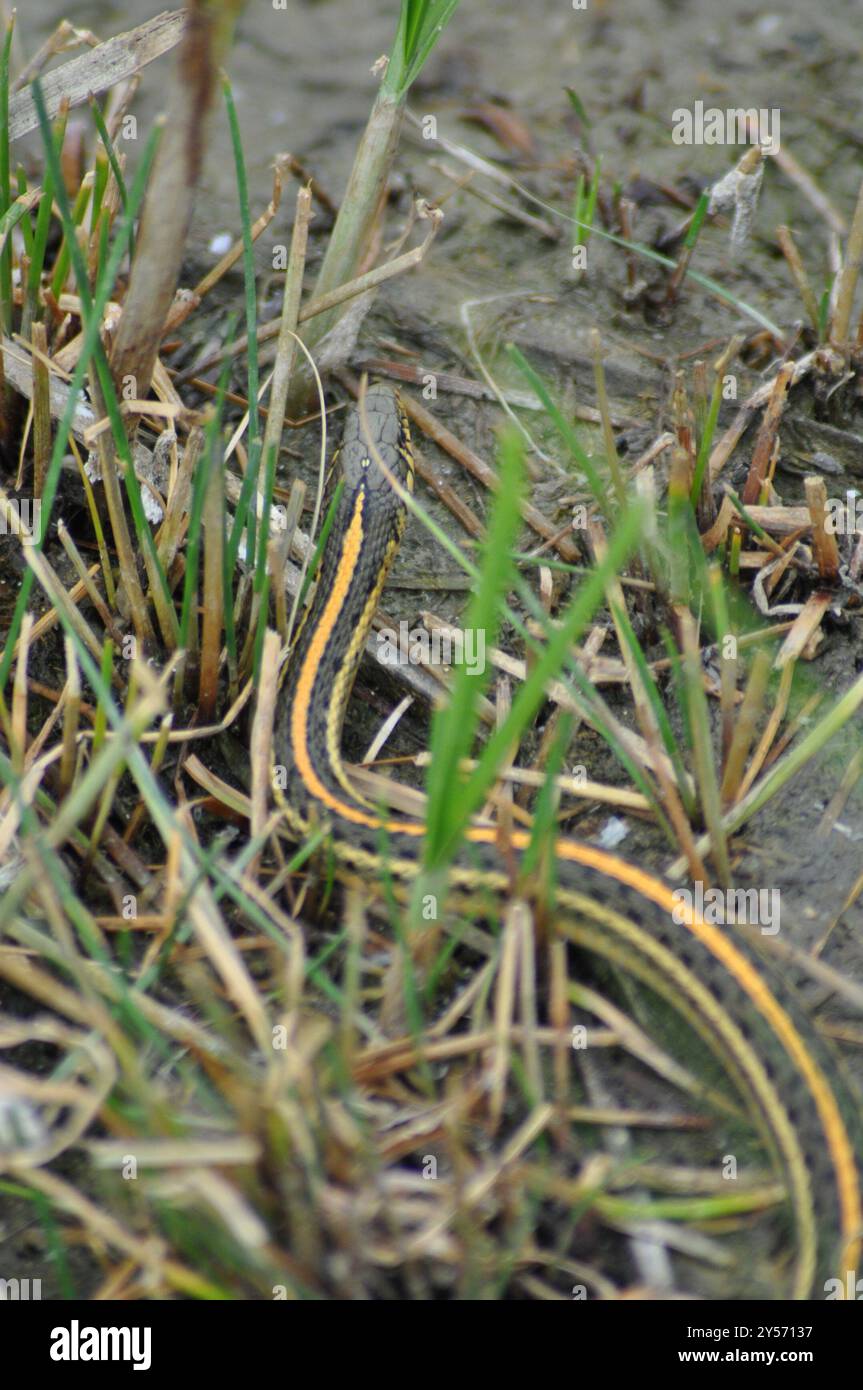 Plains Garter Snake (Thamnophis radix) Reptilia Stock Photo - Alamy