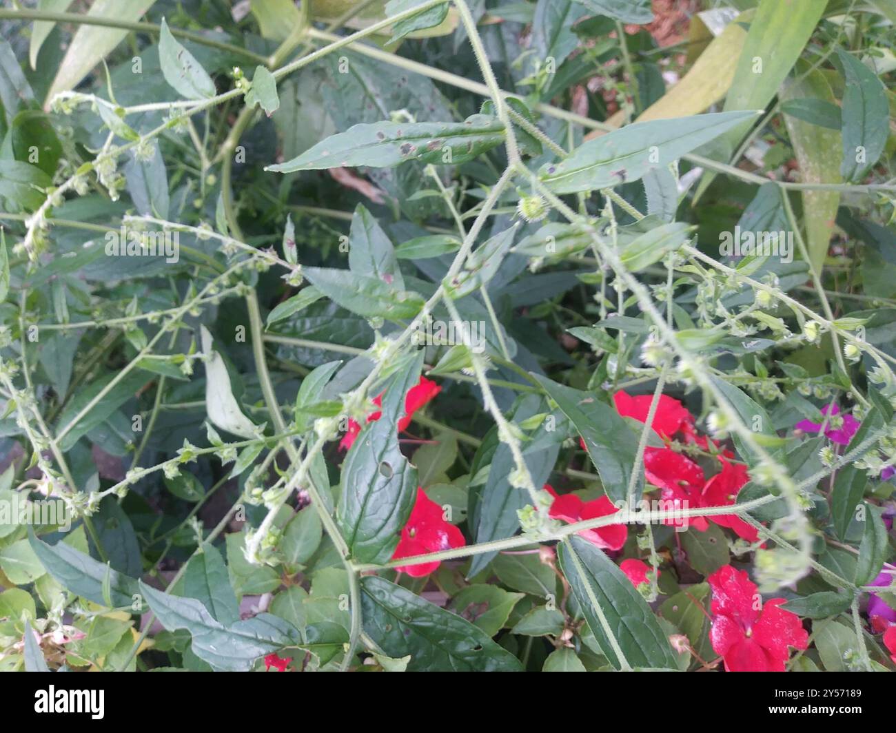 virginia stickseed (Hackelia virginiana) Plantae Stock Photo - Alamy