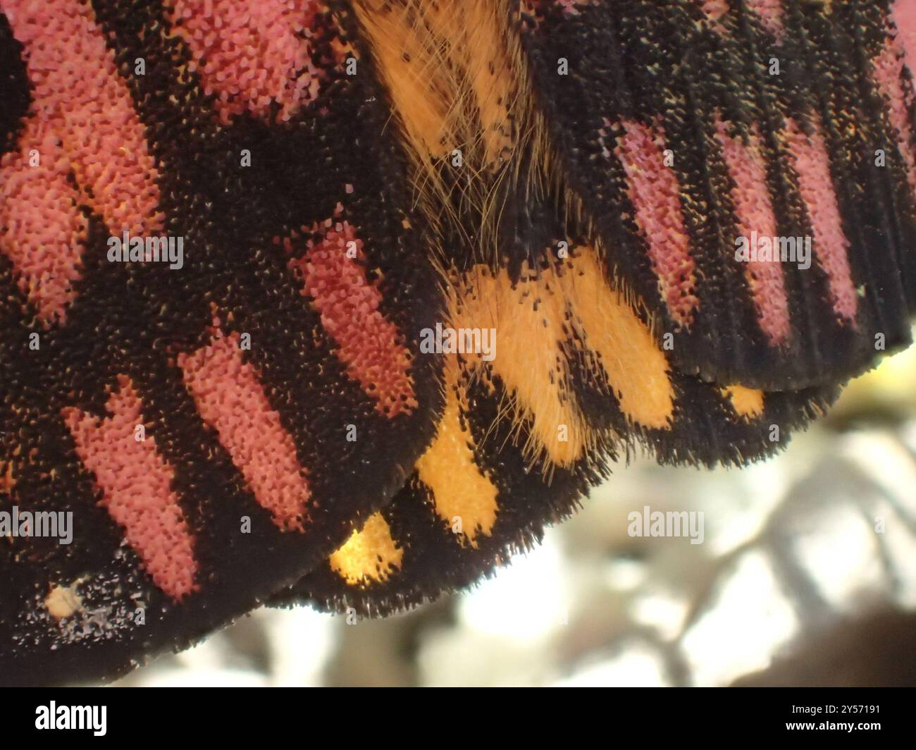 Western Sheep Moth (Hemileuca eglanterina) Insecta Stock Photo - Alamy