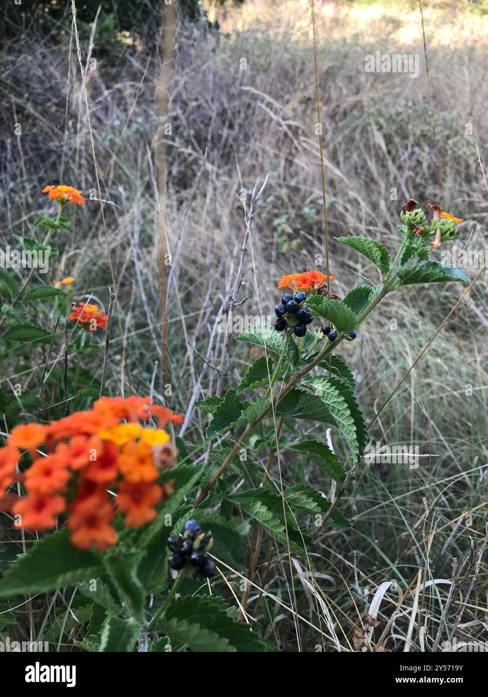 Texas lantana (Lantana urticoides) Plantae Stock Photo - Alamy