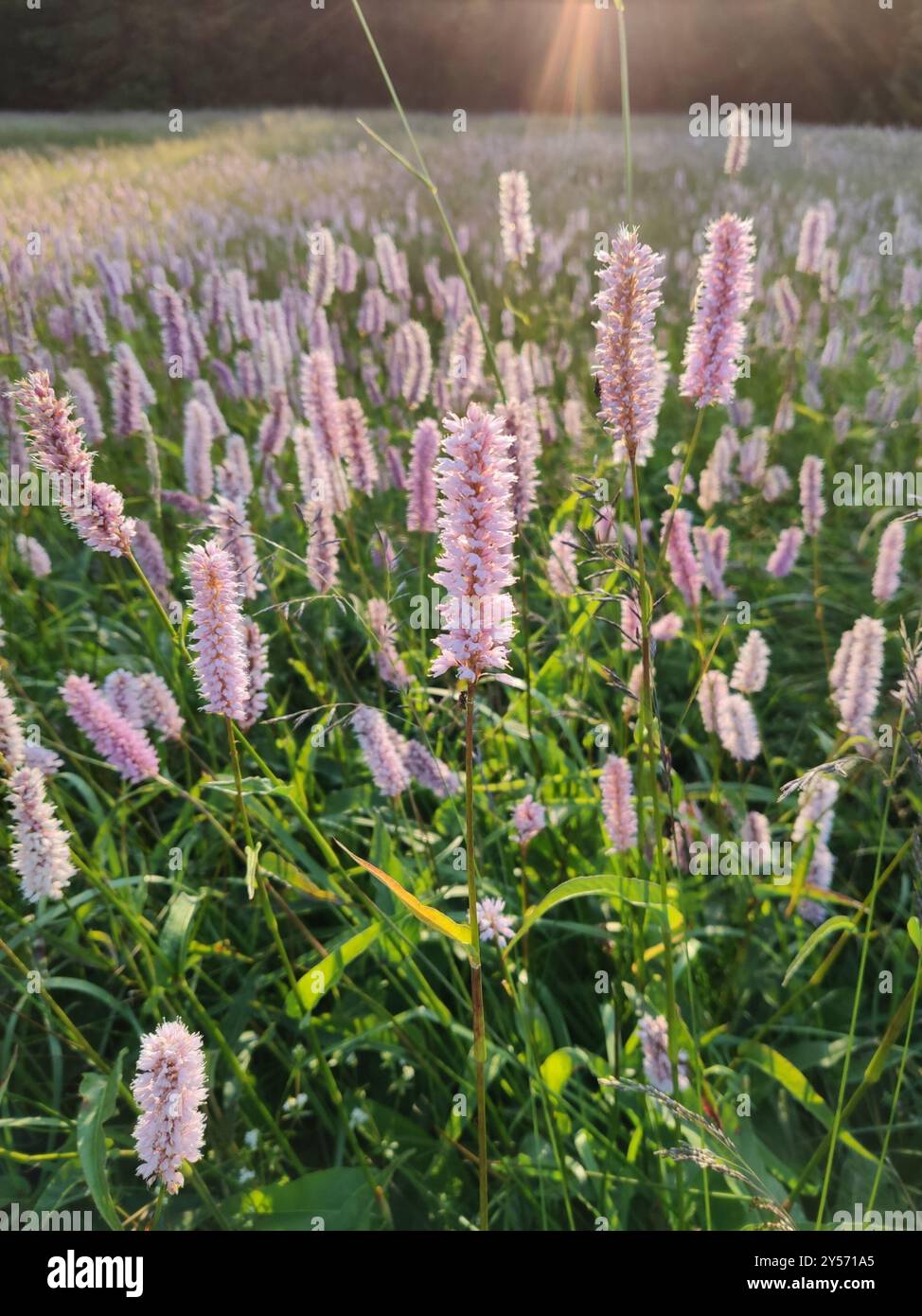 common bistort (Bistorta officinalis) Plantae Stock Photo - Alamy