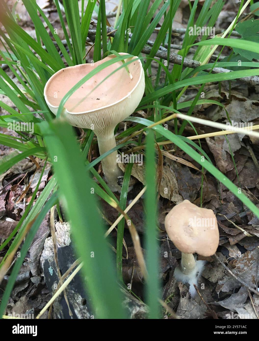 Common Funnel (Infundibulicybe gibba) Fungi Stock Photo - Alamy