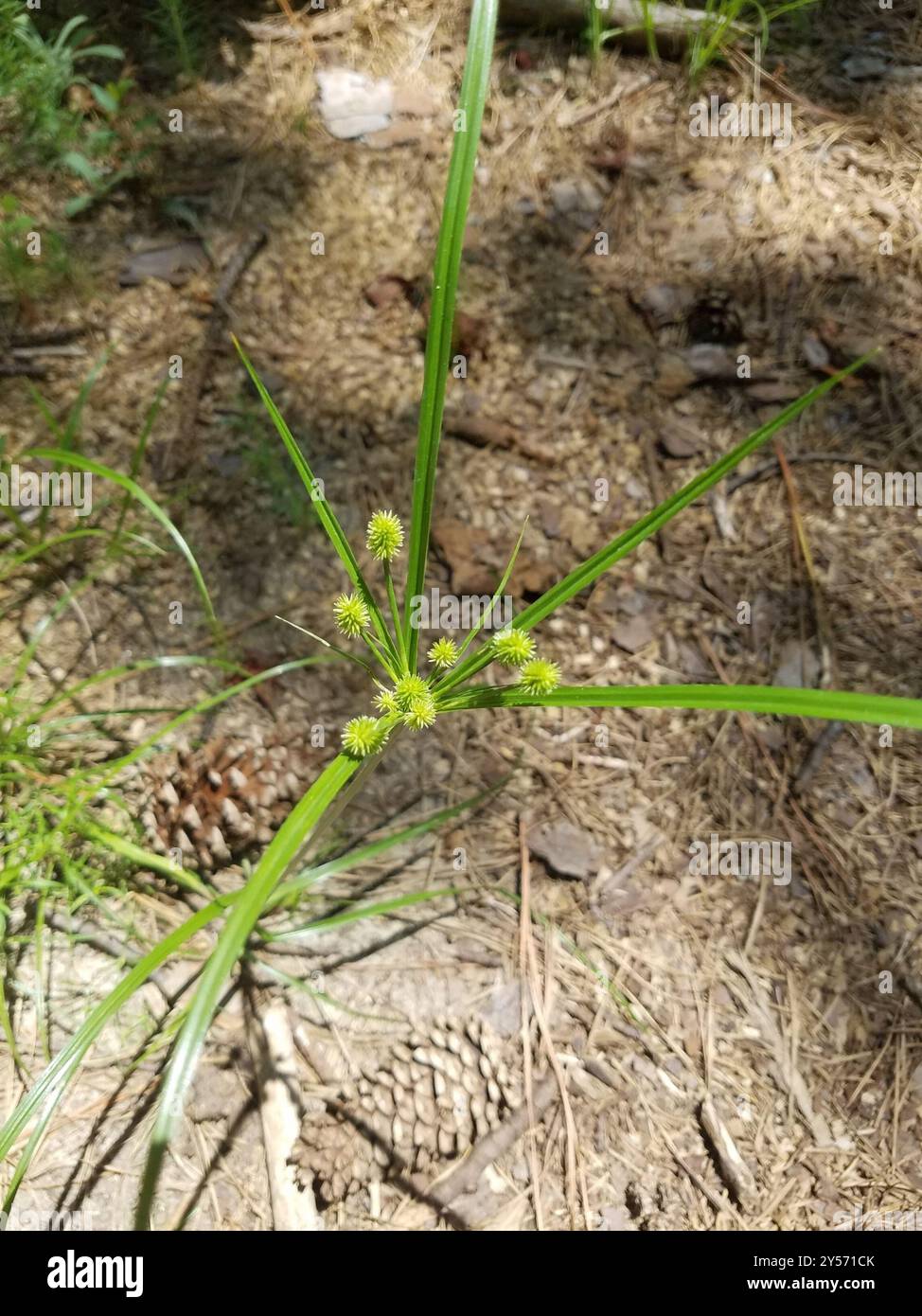 Pinebarren Flatsedge (Cyperus retrorsus) Plantae Stock Photo - Alamy