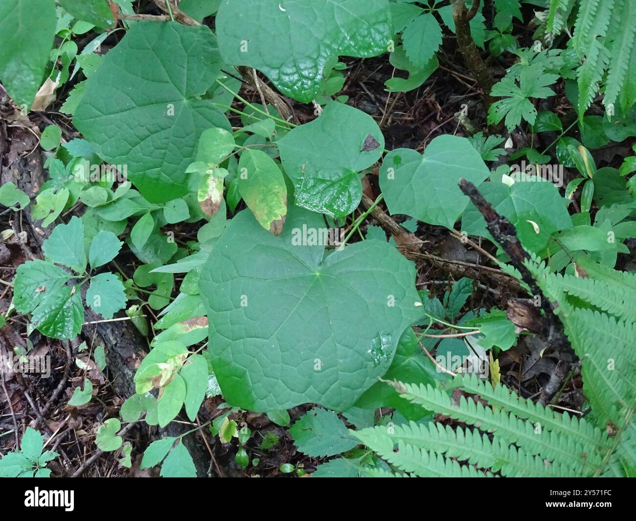 moonseed (Menispermum canadense) Plantae Stock Photo - Alamy