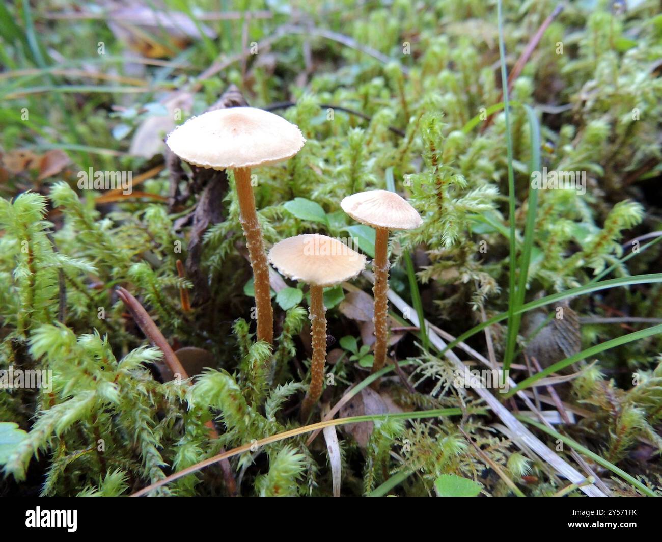 Powdercaps (Cystoderma) Fungi Stock Photo - Alamy