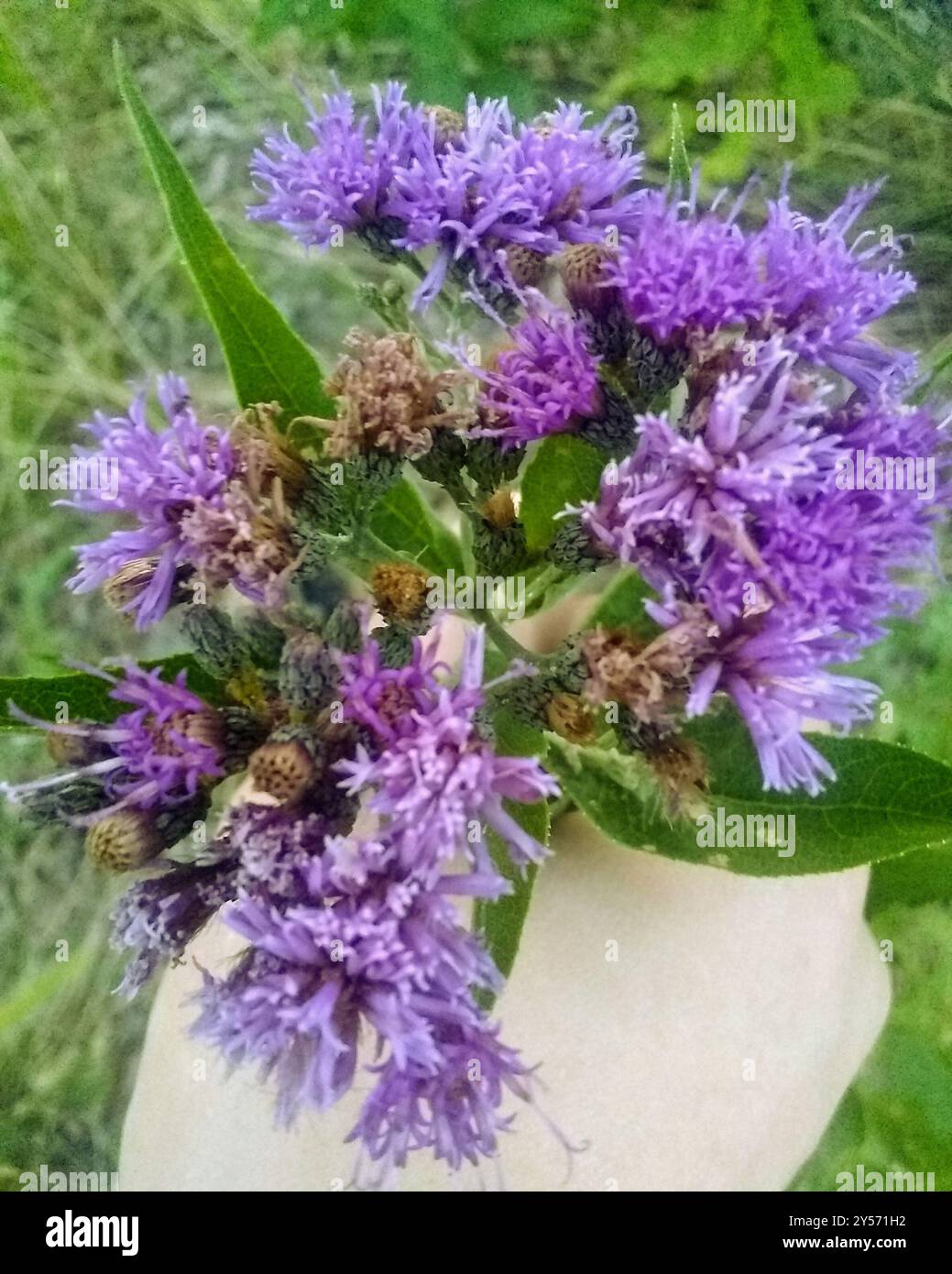 Western Ironweed (Vernonia baldwinii) Plantae Stock Photo - Alamy