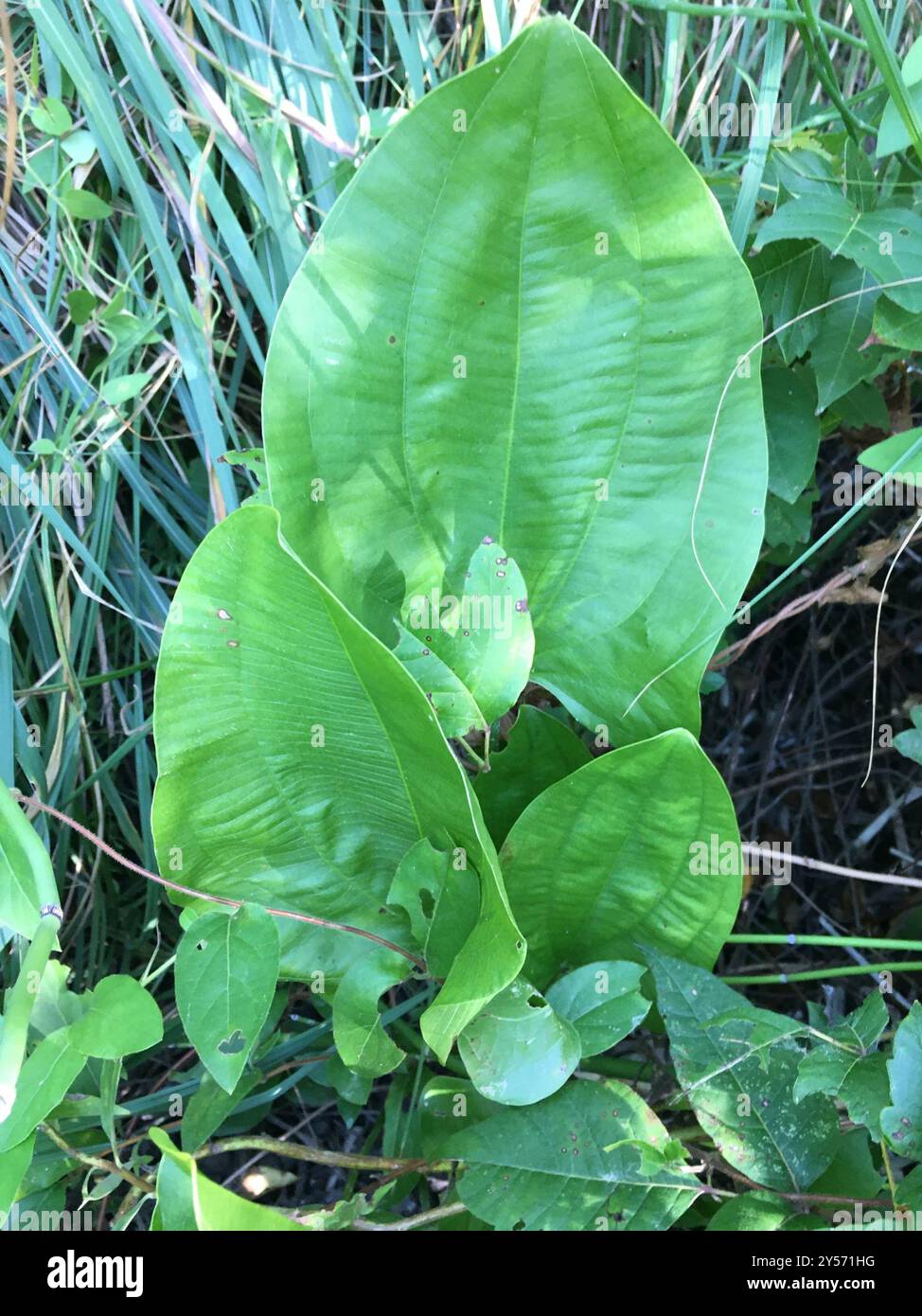 Water-Plantain family (Alismataceae) Plantae Stock Photo - Alamy