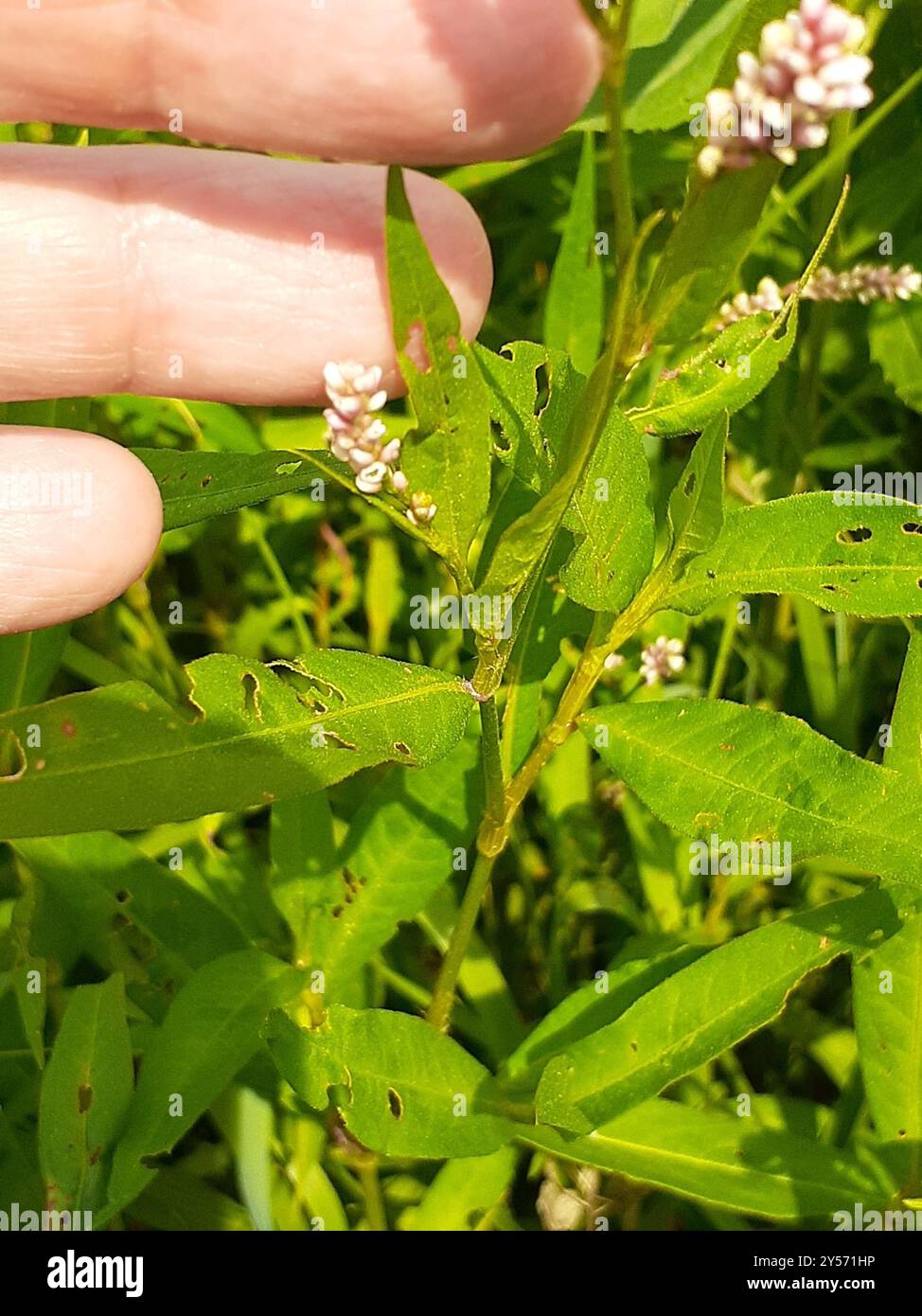 low smartweed (Persicaria longiseta) Plantae Stock Photo - Alamy