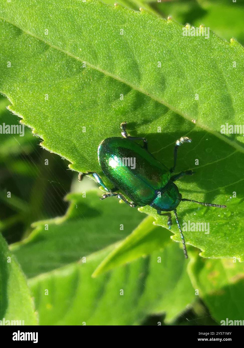 Dogbane Leaf Beetle (Chrysochus auratus) Insecta Stock Photo - Alamy