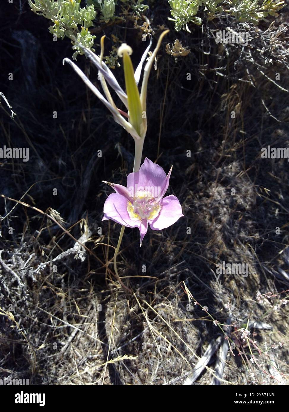 Sagebrush Mariposa Lily (Calochortus macrocarpus) Plantae Stock Photo ...