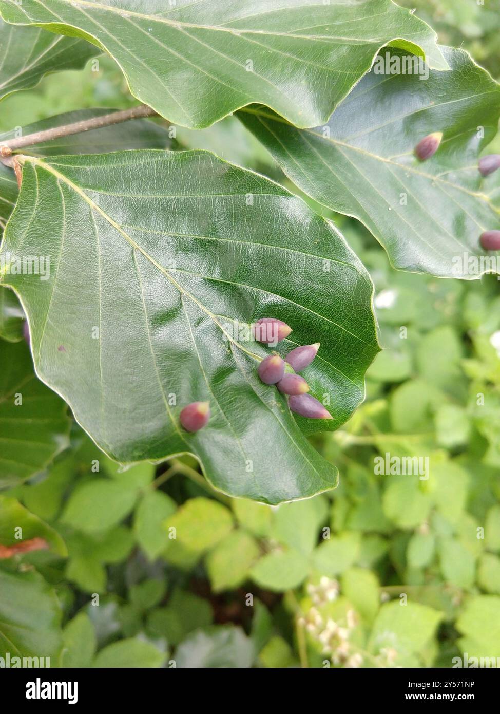 Beech Gall Midge (Mikiola fagi) Insecta Stock Photo - Alamy
