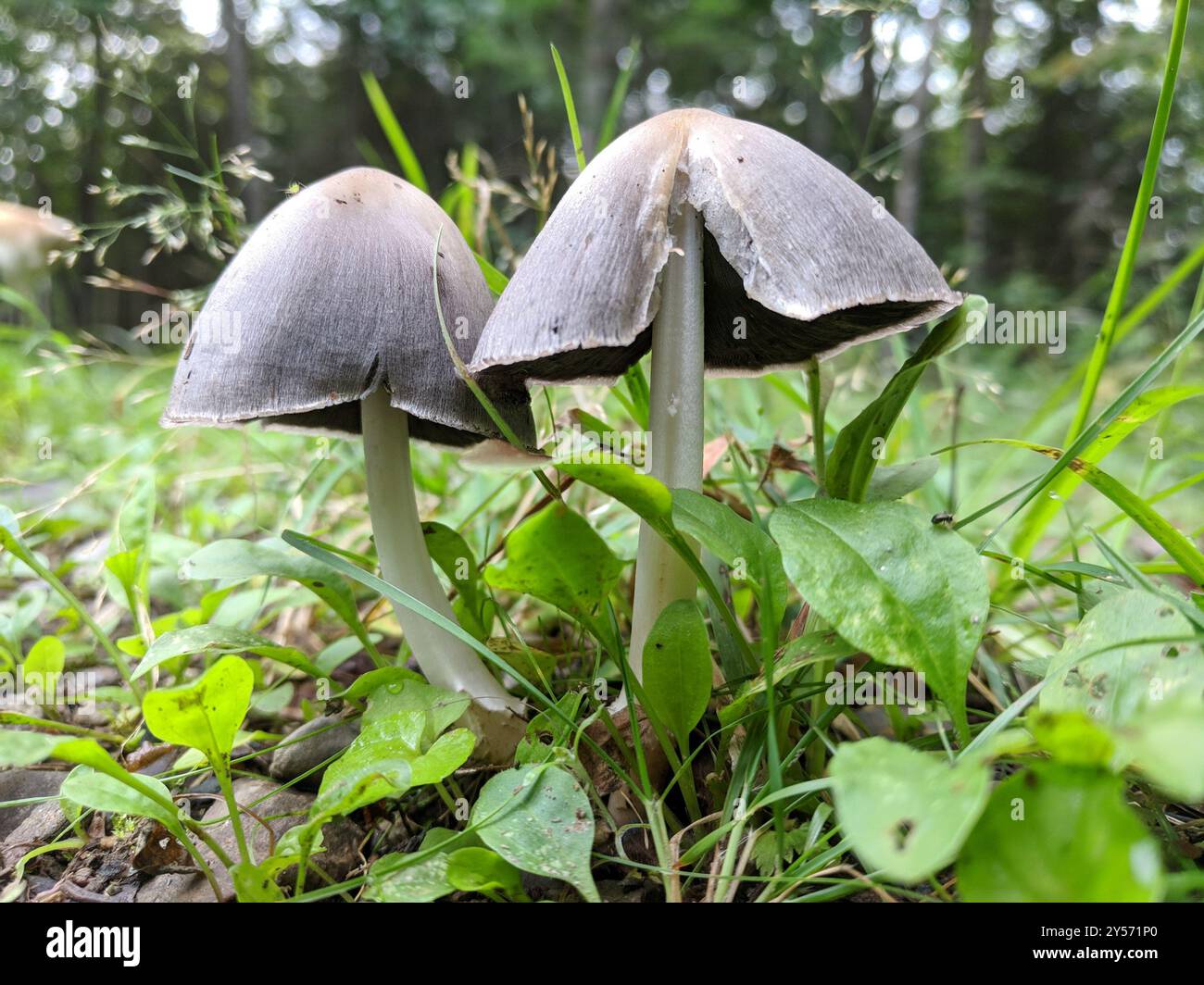 Common Ink Cap (Coprinopsis atramentaria) Fungi Stock Photo - Alamy