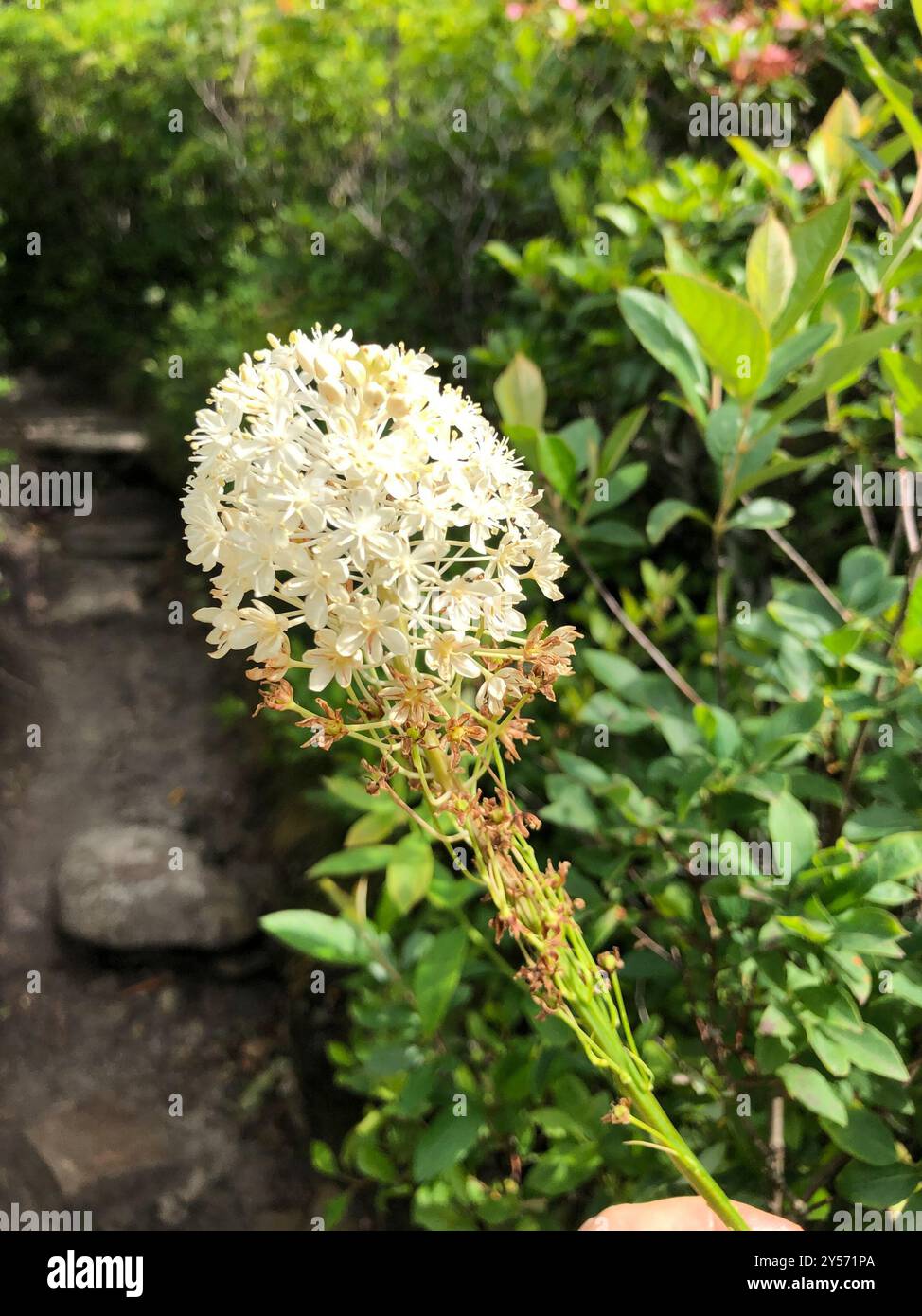 Turkey beard (Xerophyllum asphodeloides) Plantae Stock Photo - Alamy