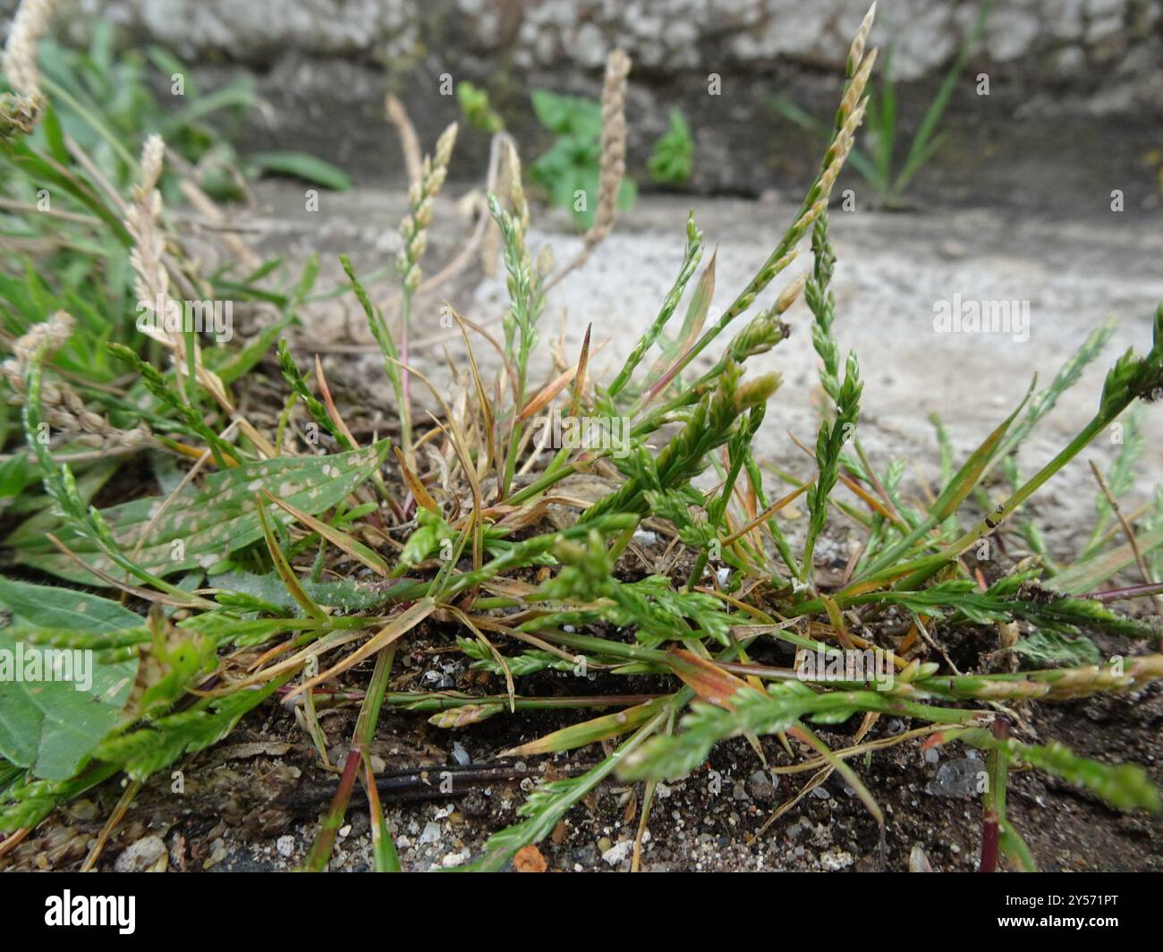 Sea Fern-grass (Catapodium marinum) Plantae Stock Photo - Alamy