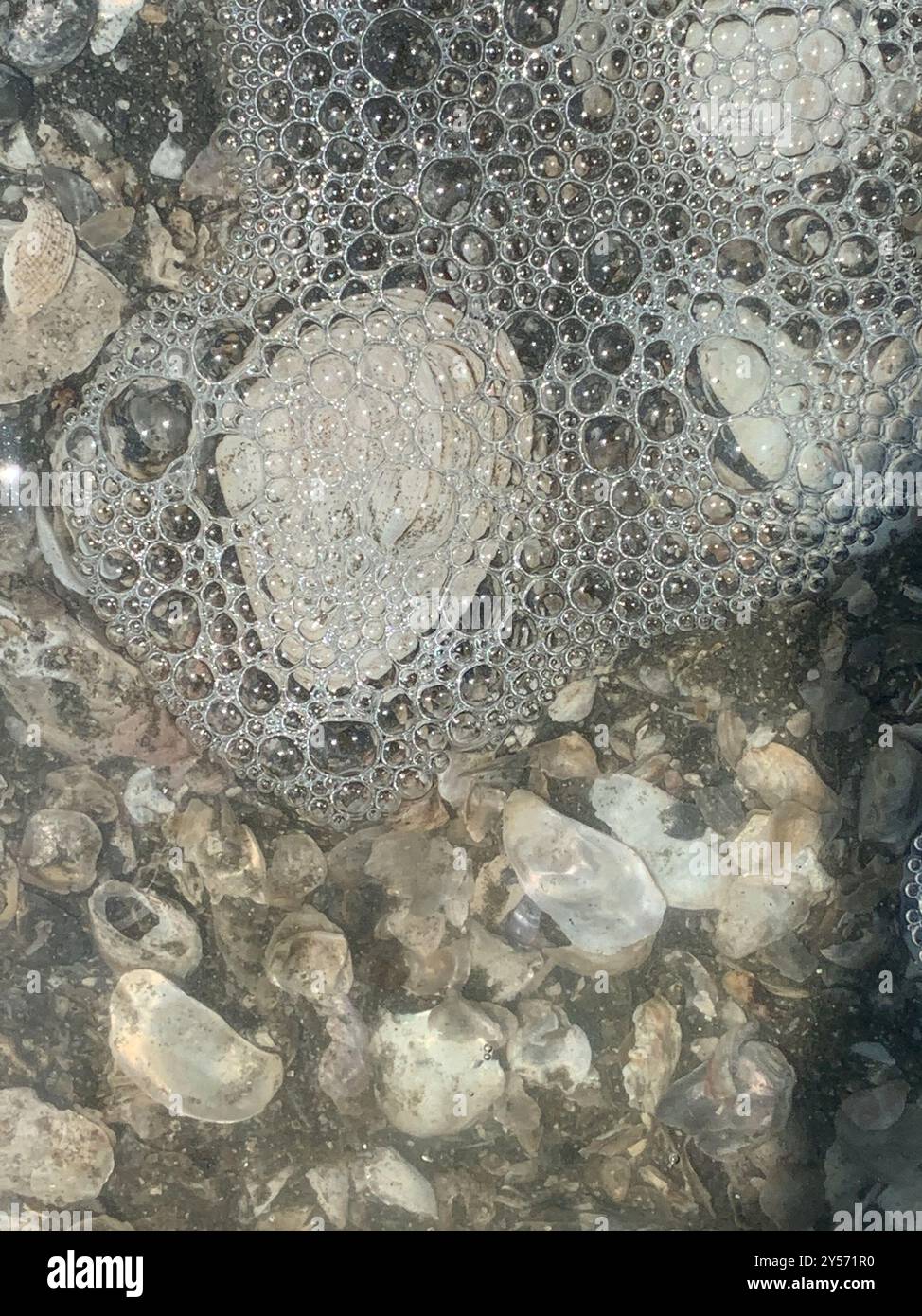 Bent-nosed Clam (Macoma nasuta) Mollusca Stock Photo - Alamy