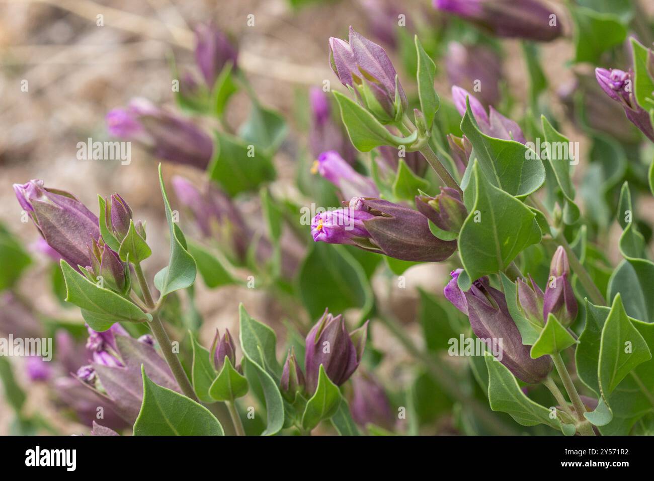 Colorado Four o'Clock (Mirabilis multiflora) Plantae Stock Photo - Alamy