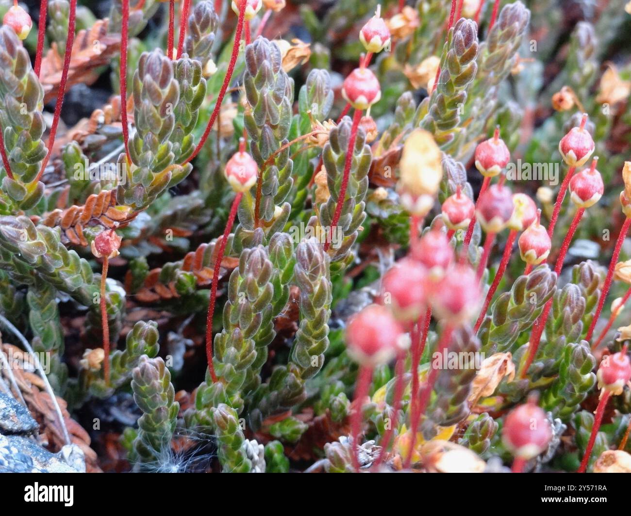 Arctic bell-heather (Cassiope tetragona) Plantae Stock Photo - Alamy