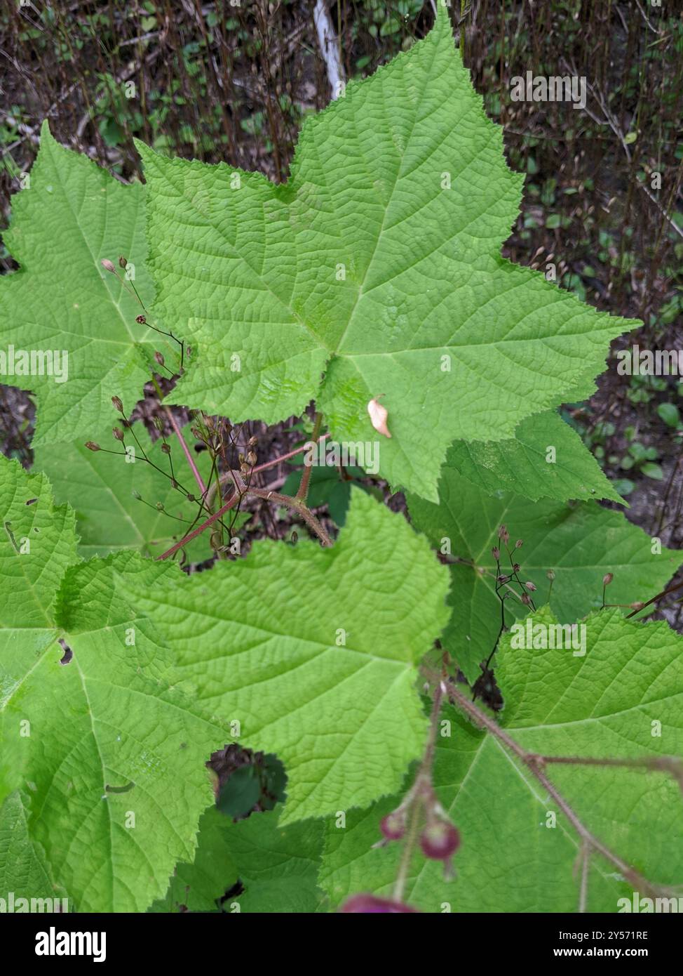 purple-flowered raspberry (Rubus odoratus) Plantae Stock Photo - Alamy