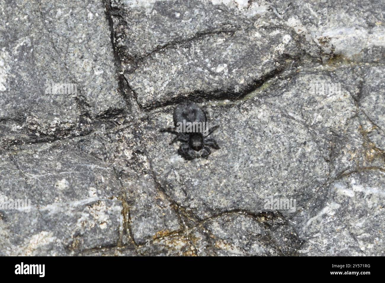 Intertidal Jumping Spider (Terralonus californicus) Arachnida Stock ...