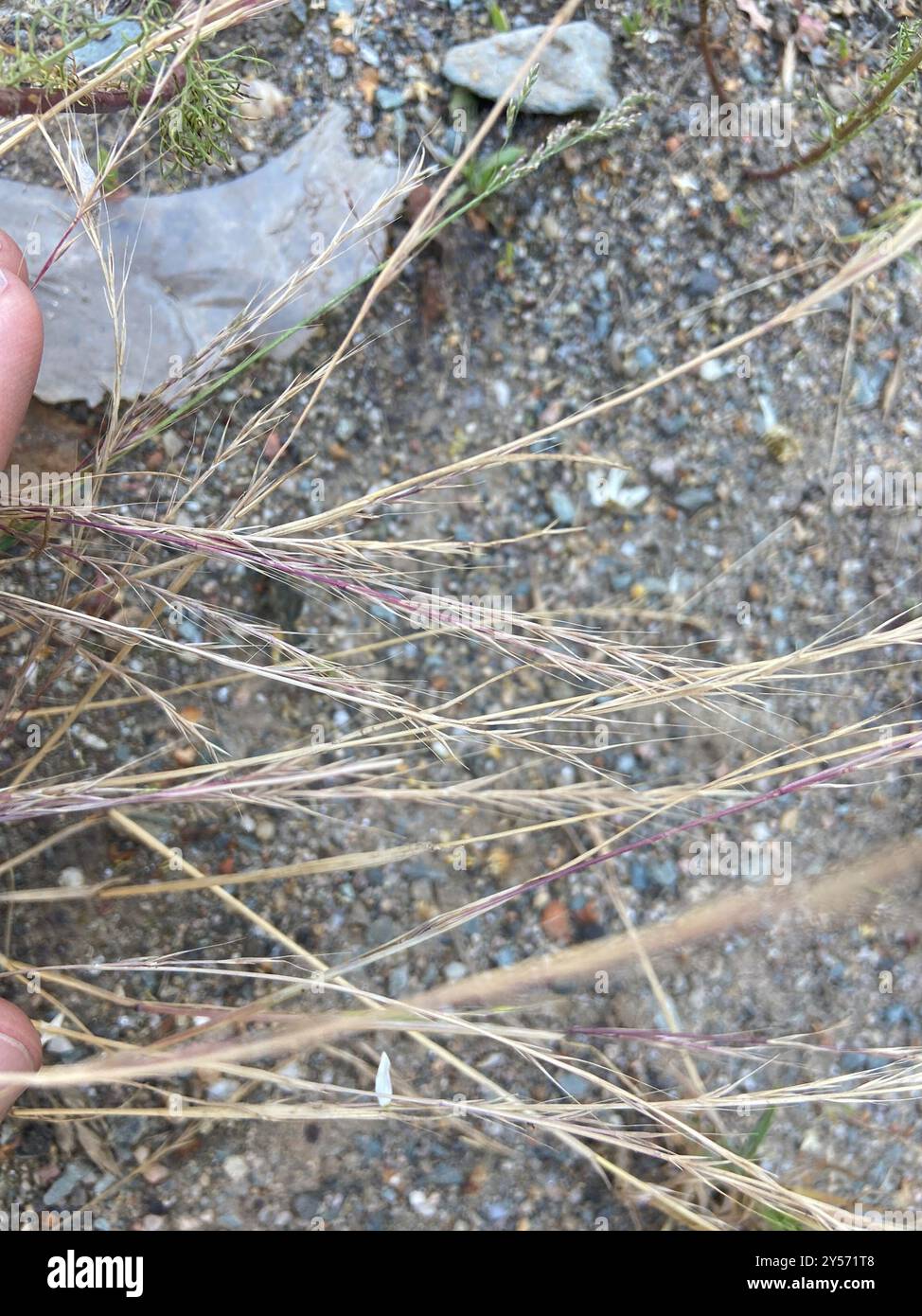 rattail sixweeks grass (Festuca myuros) Plantae Stock Photo - Alamy