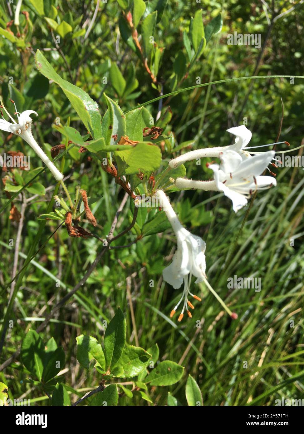 swamp azalea (Rhododendron viscosum) Plantae Stock Photo - Alamy