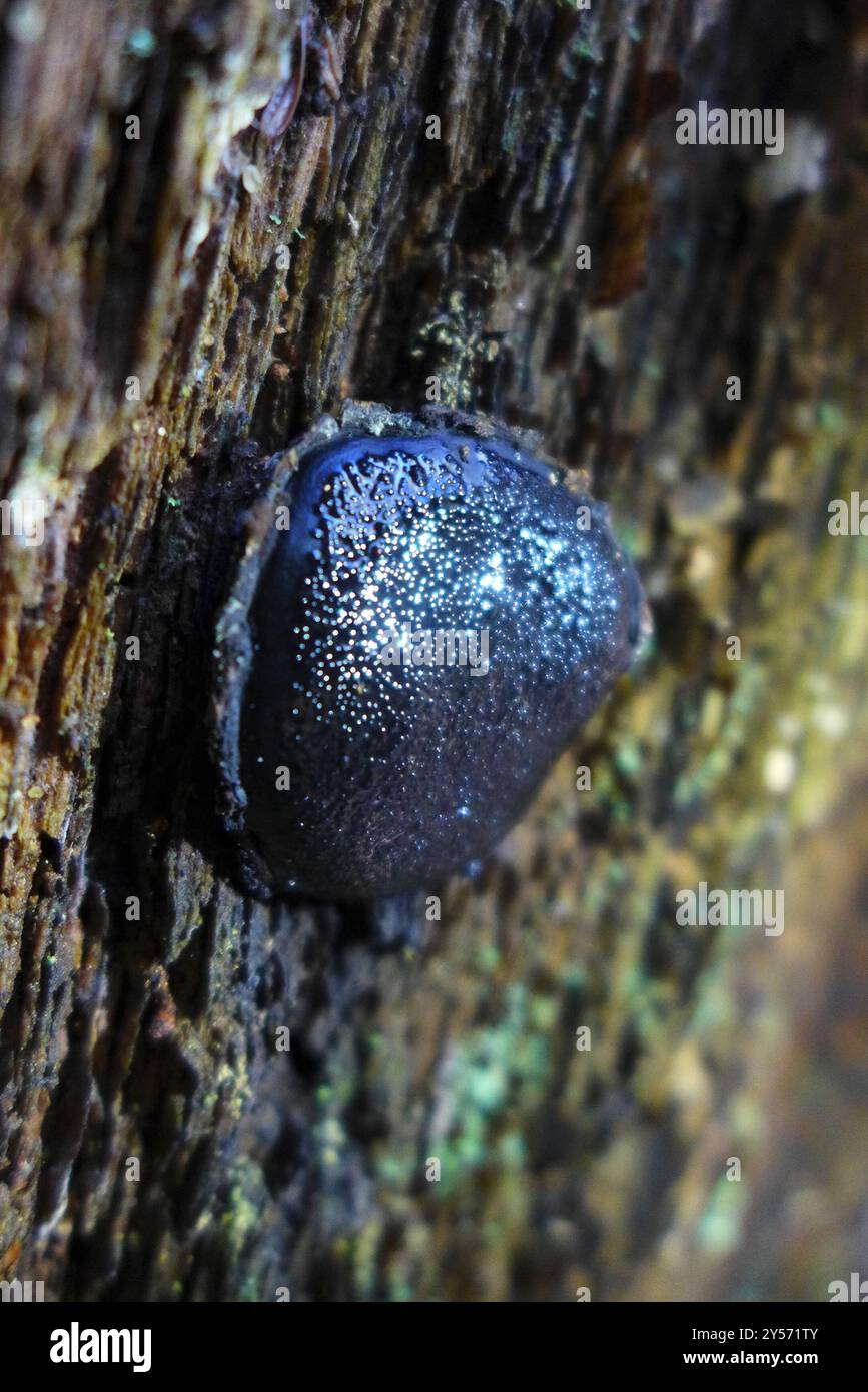 Dog's nose fungus (Camarops petersii) Fungi Stock Photo - Alamy
