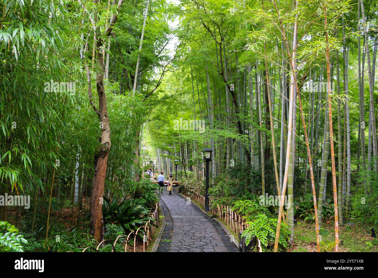 Bamboo Forest Path shuzenji Onsen ZEKKEI Japan Chikurin-no-Komichi SORA ...
