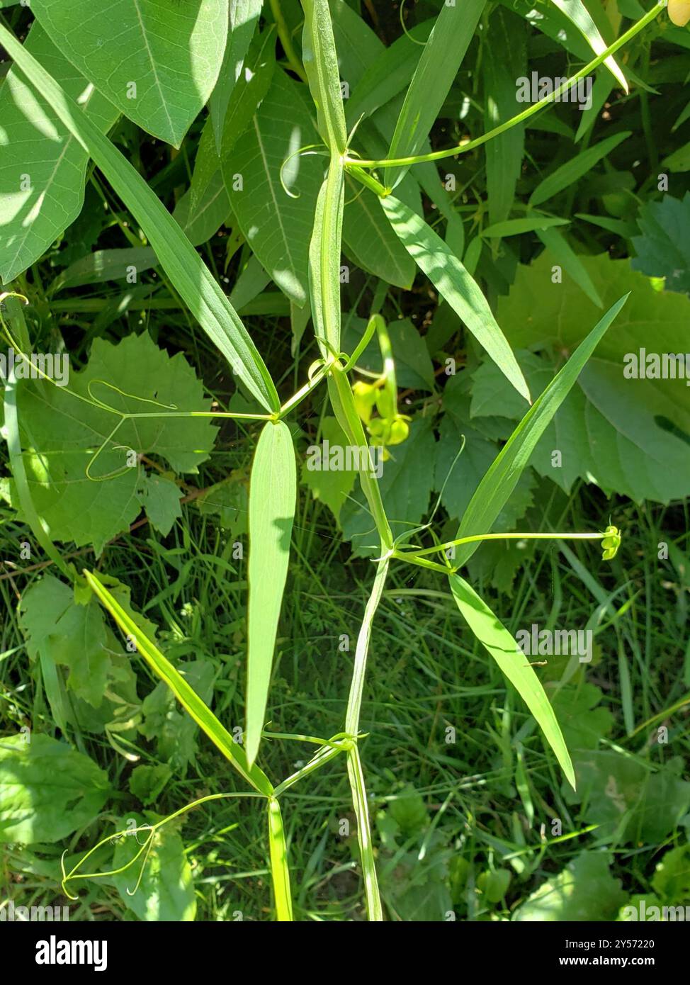 Narrow-leaved Everlasting-pea (Lathyrus sylvestris) Plantae Stock Photo ...