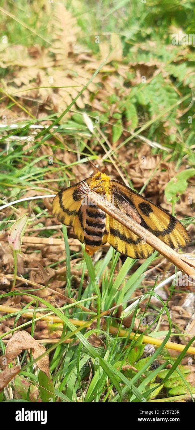 Western Sheep Moth (Hemileuca eglanterina) Insecta Stock Photo - Alamy