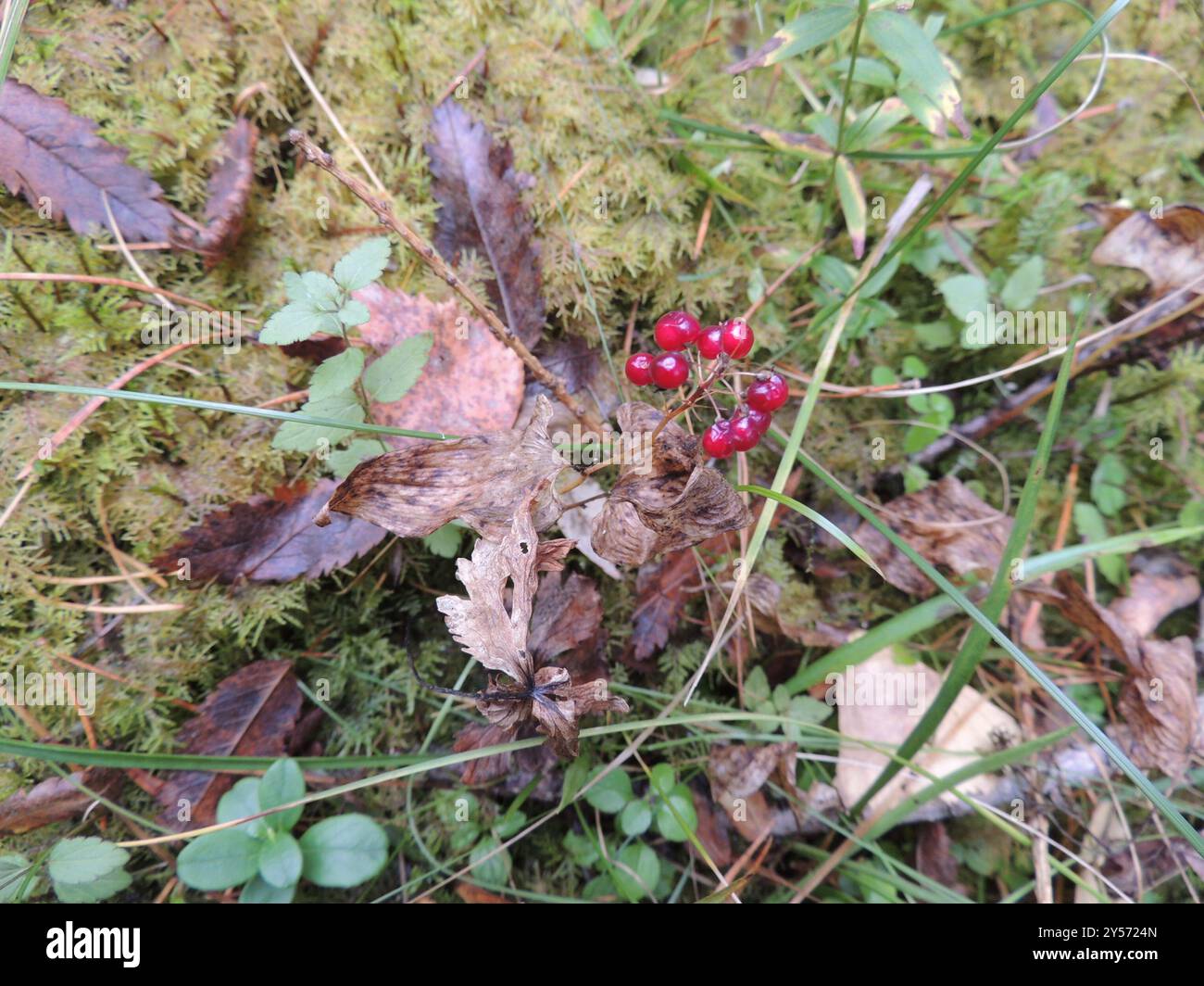 May Lily (Maianthemum bifolium) Plantae Stock Photo - Alamy