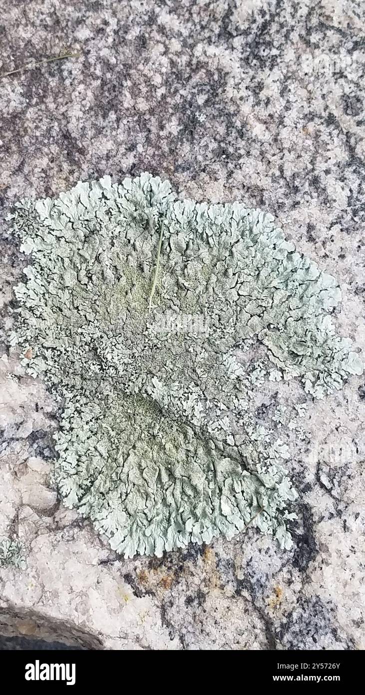 typical shield lichens (Parmelioideae) Fungi Stock Photo - Alamy