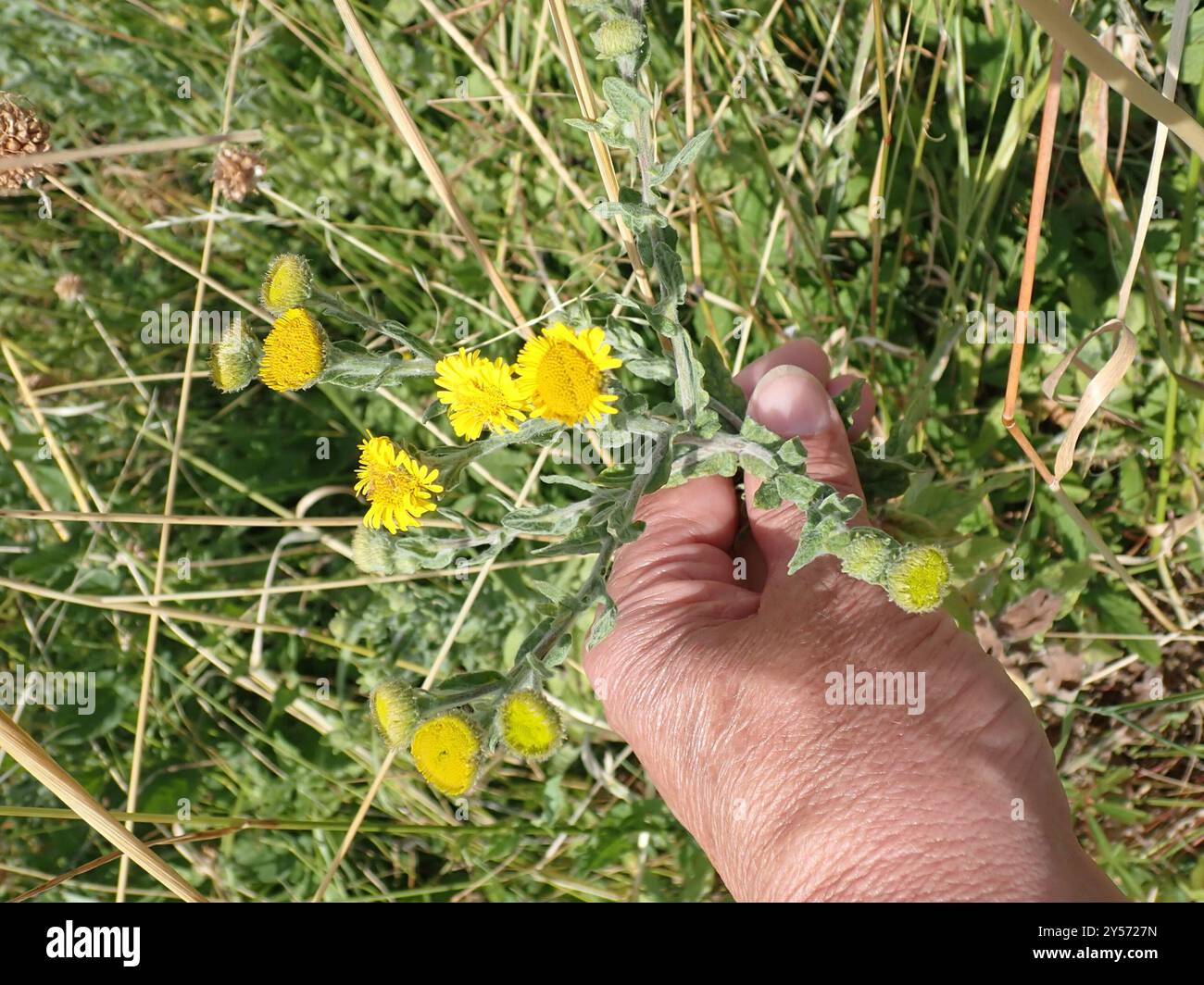 Common Fleabane (Pulicaria dysenterica) Plantae Stock Photo - Alamy