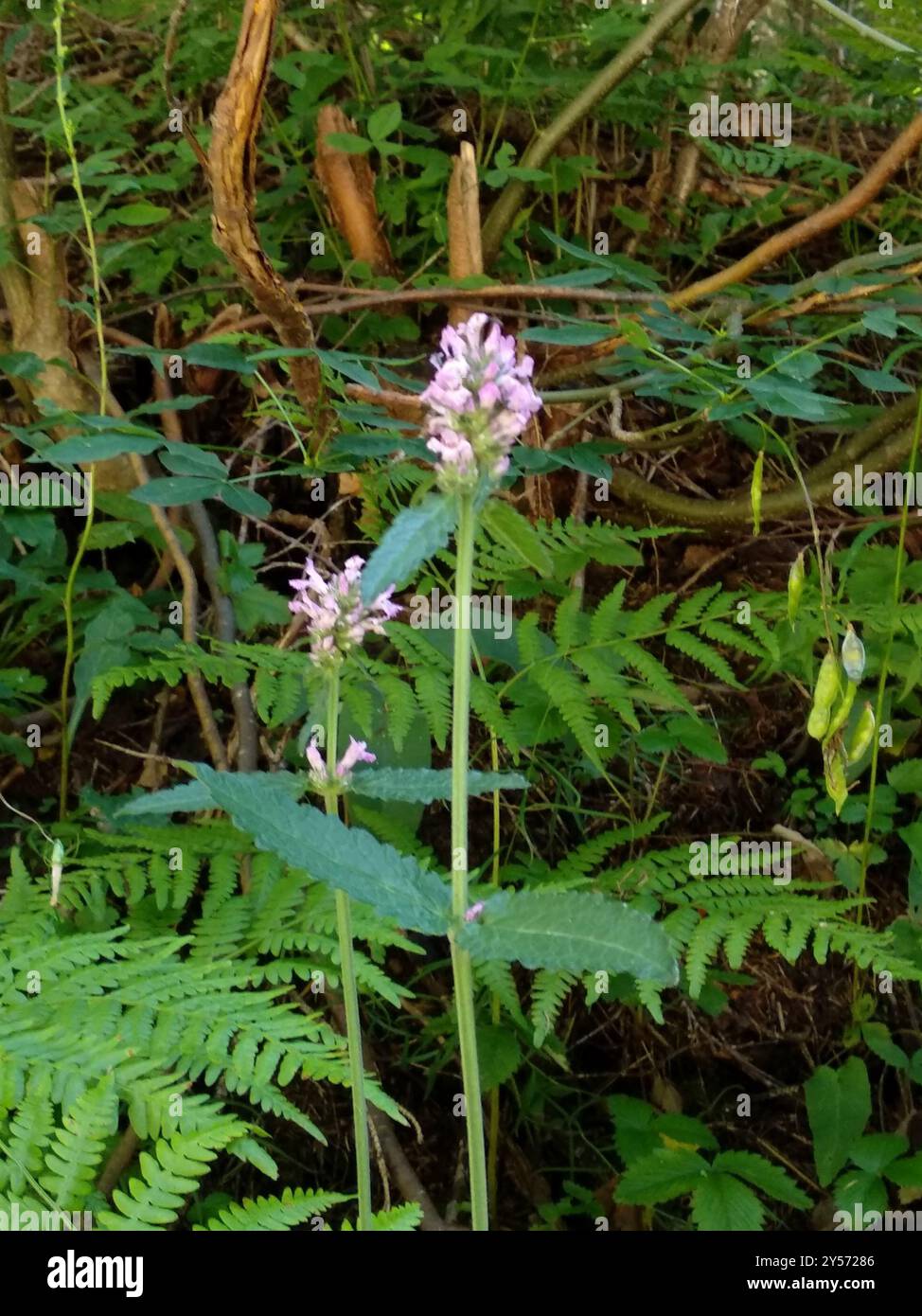 common hedge-nettle (Betonica officinalis) Plantae Stock Photo - Alamy
