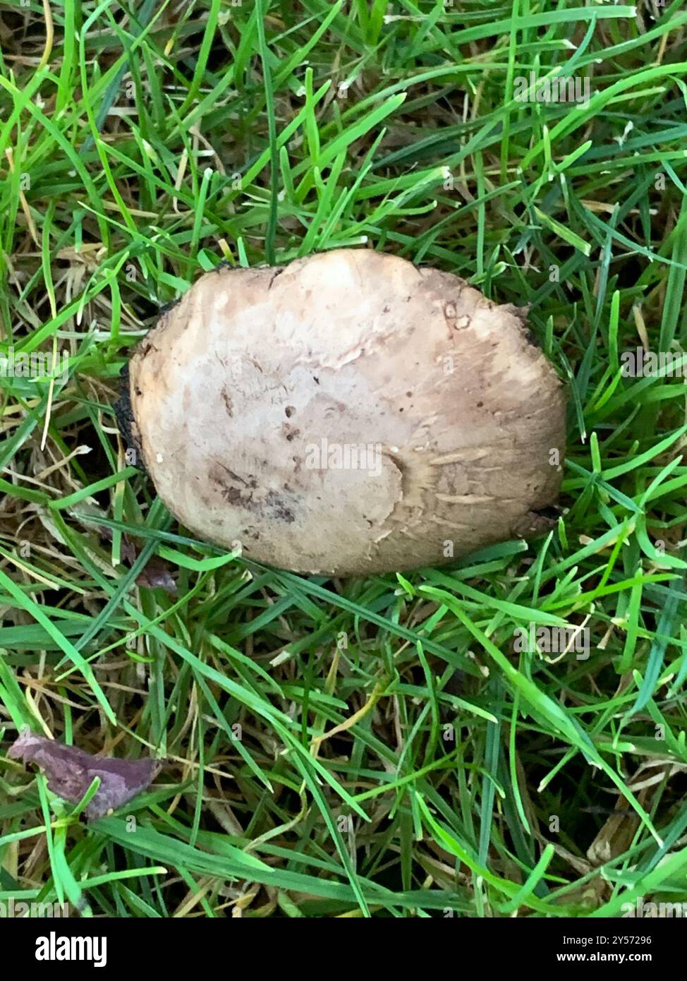California Agaricus (Agaricus californicus) Fungi Stock Photo - Alamy