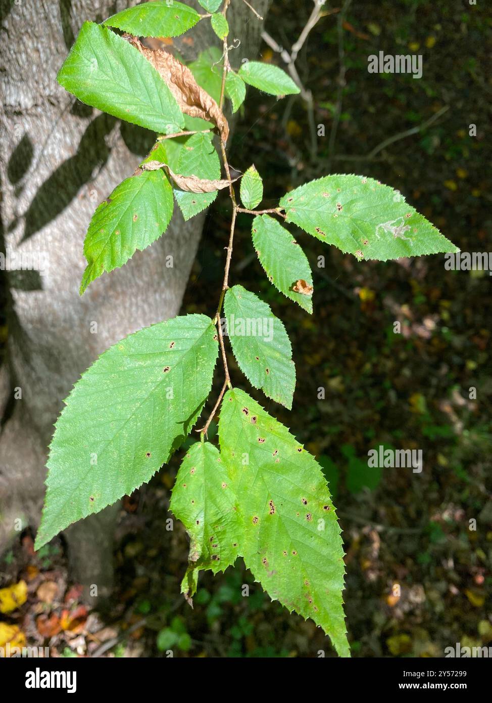 American hophornbeam (Ostrya virginiana) Plantae Stock Photo - Alamy