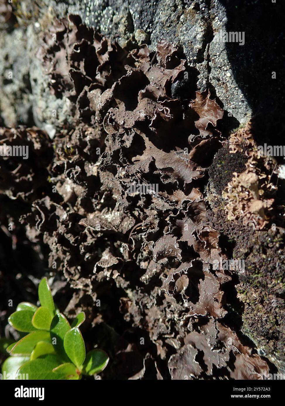 Powdery Kidney Lichen (Nephroma parile) Fungi Stock Photo - Alamy