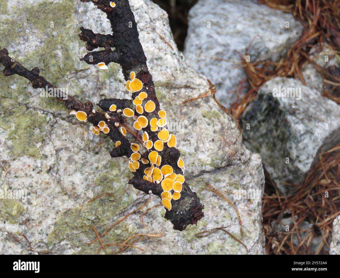Lachnellula hi-res stock photography and images - Alamy